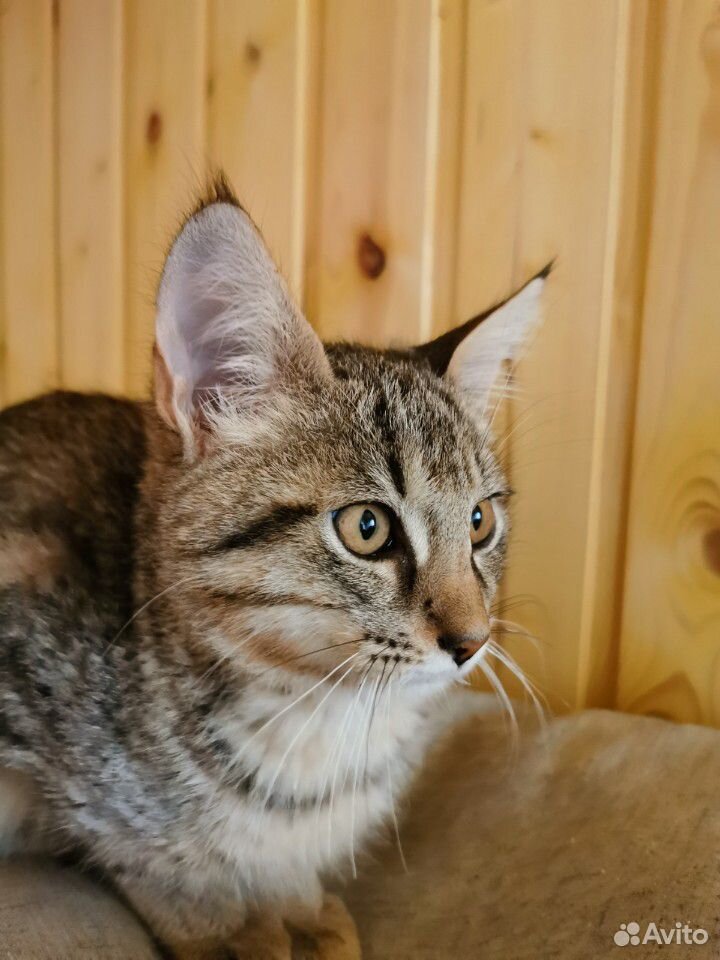 Чаузи серебро