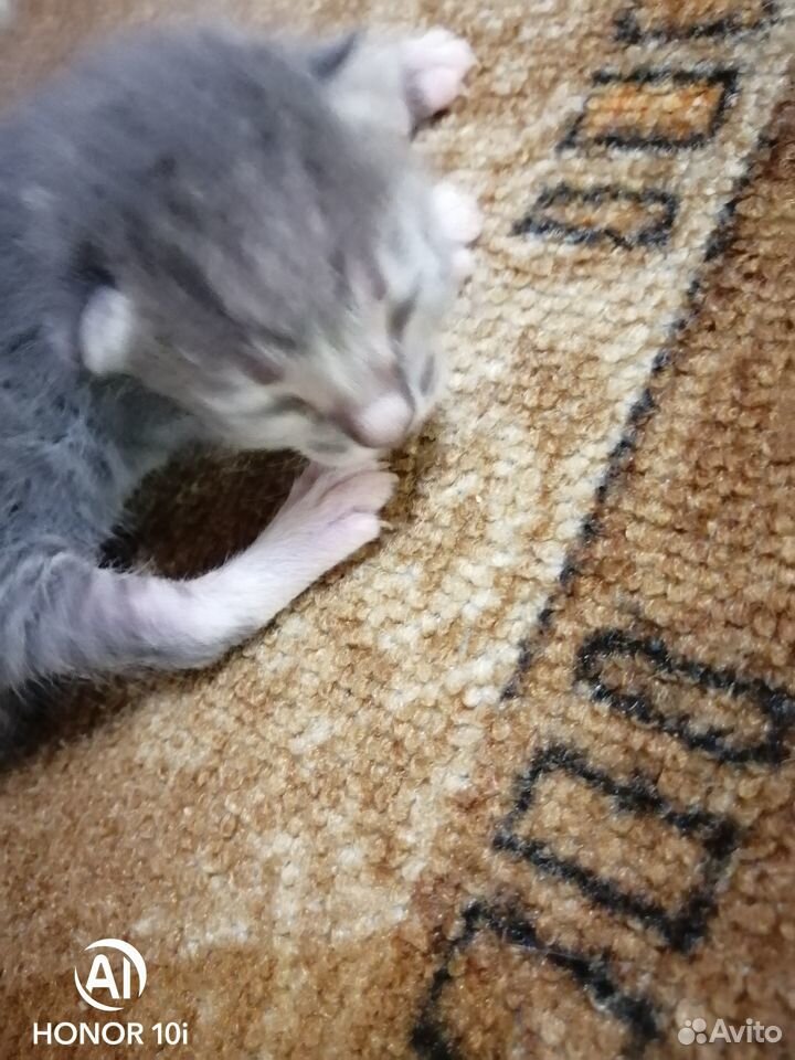 Кошечки отдам