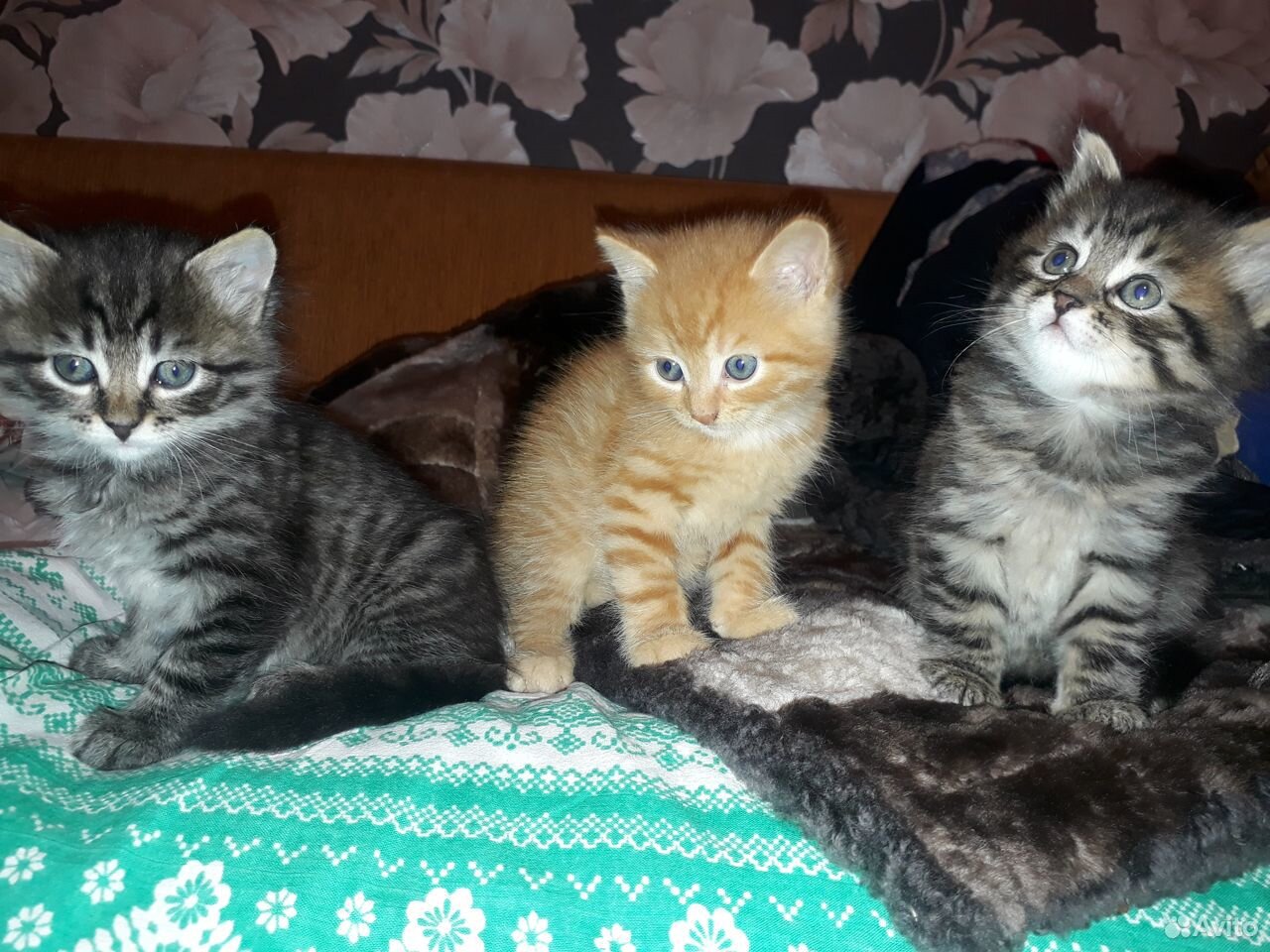 Котята, папа британец, мама сибирская