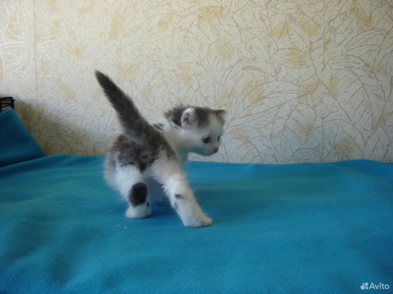 Малыши карандаши ищут дом