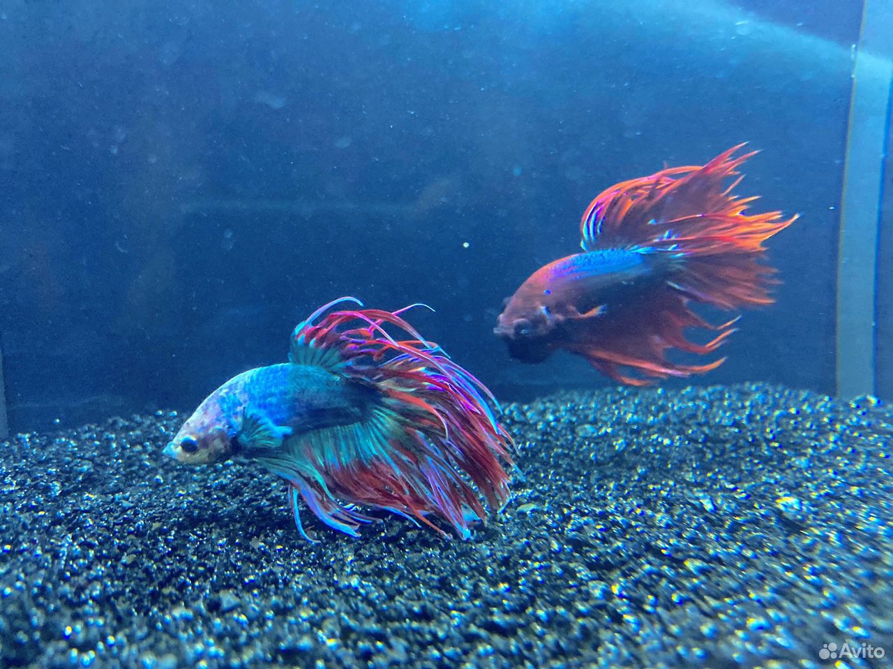 Петушок коронохвостый ассорти