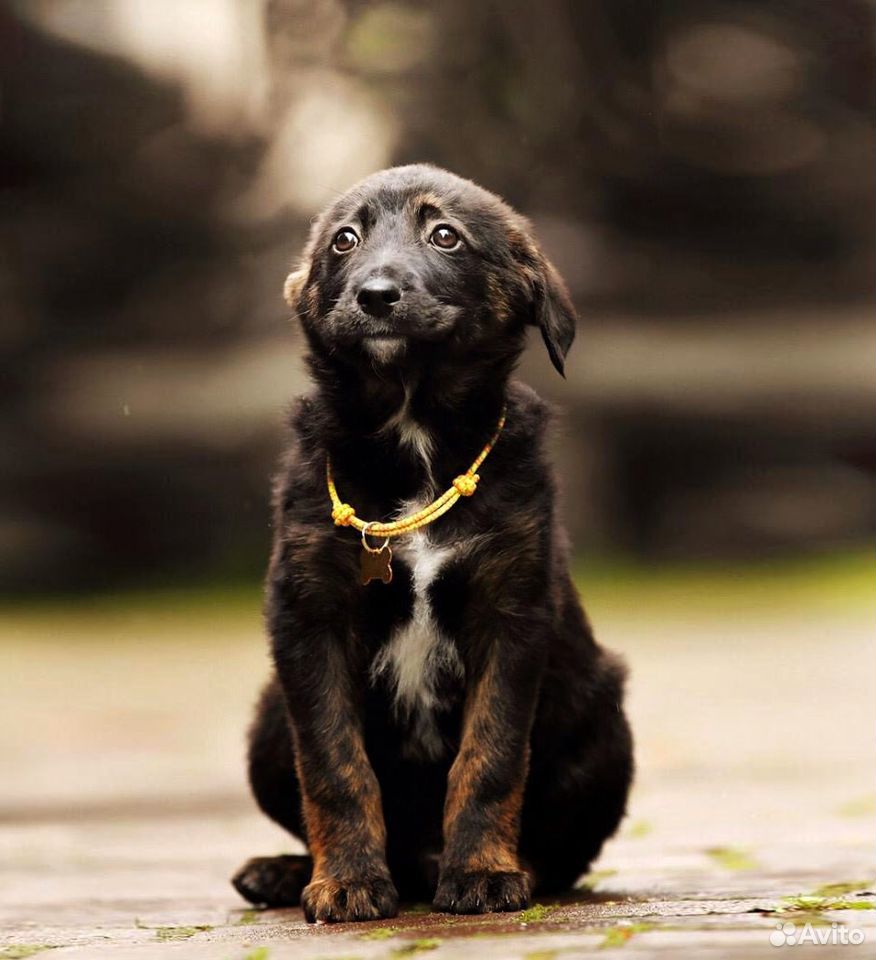 Малыш Тедди в добрые руки