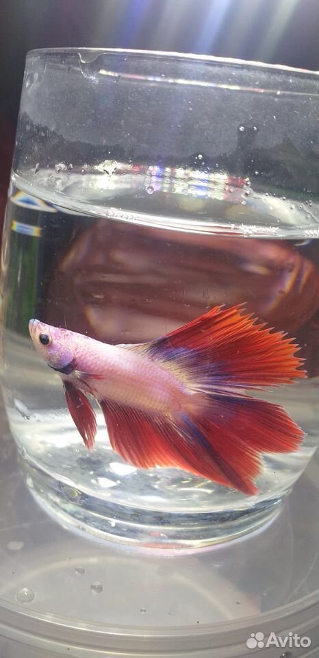 Рыбка Петушок двухвостый цветок