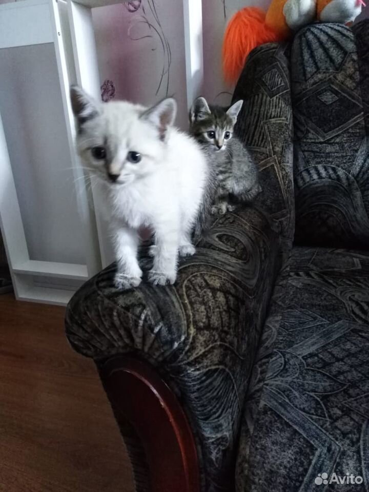 Котята (девочка и мальчик)