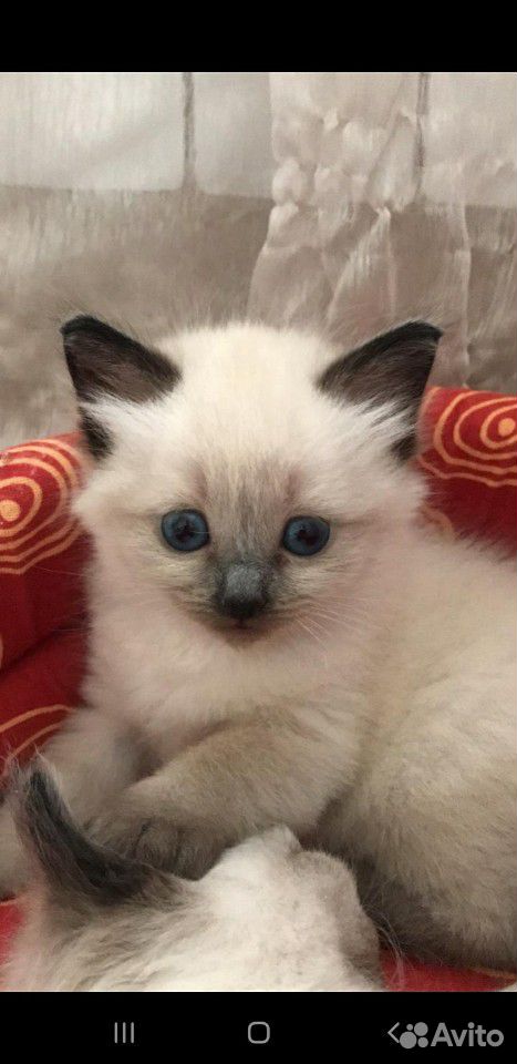 Котята,от священной бирмы и британца папы.мальчик