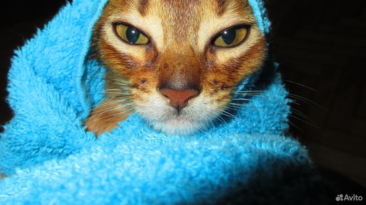 Лапочка-дочка