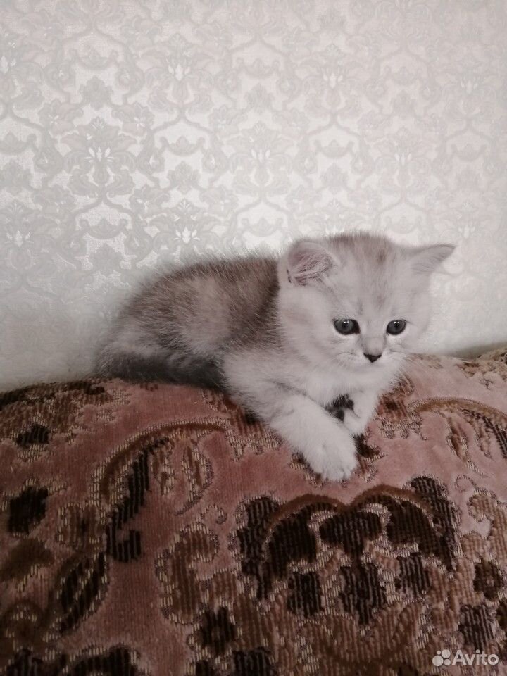 Британская