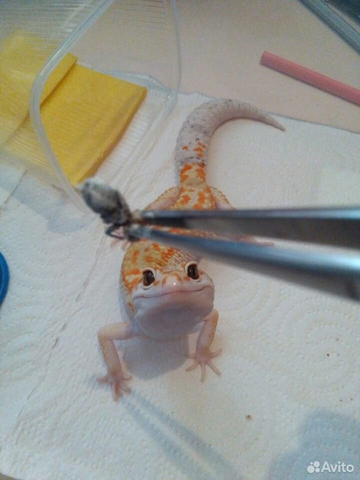 Эублефар. Обмен