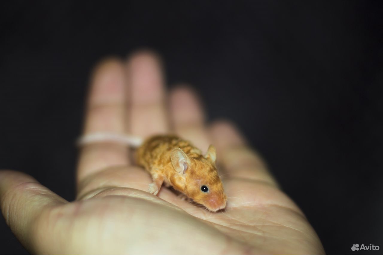 Мышь декоративная