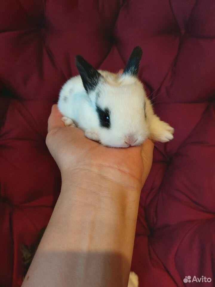 Декоративные крольчата