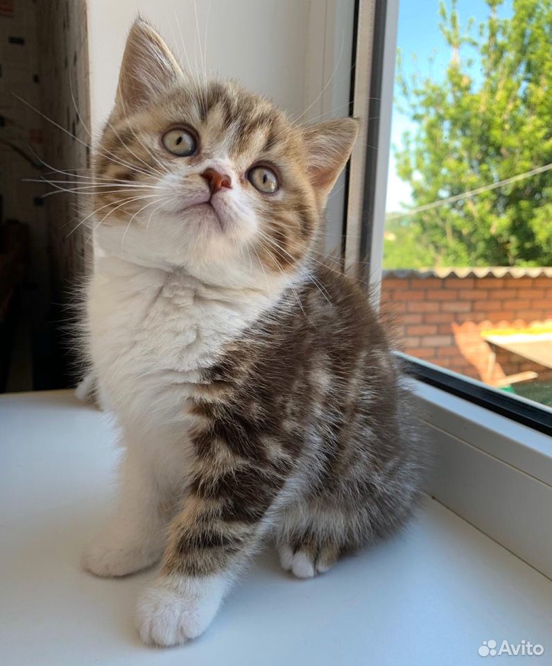 Шотландский котенок