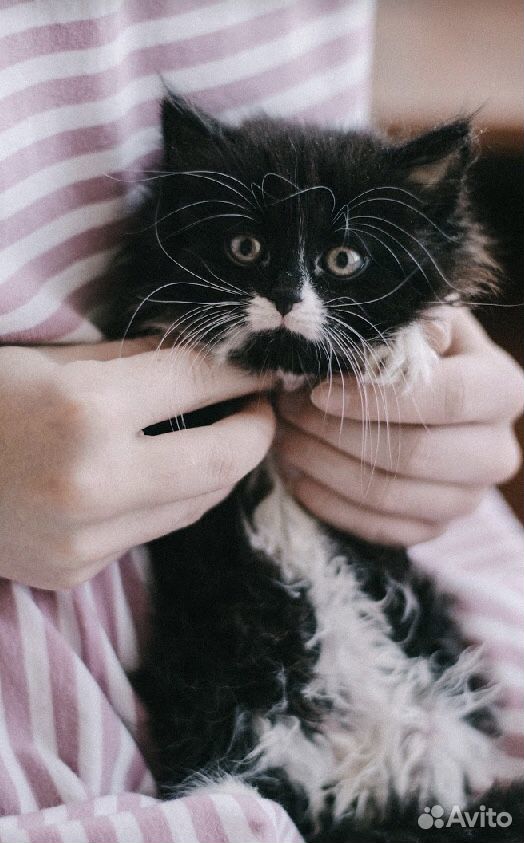 Котёнок-девочка