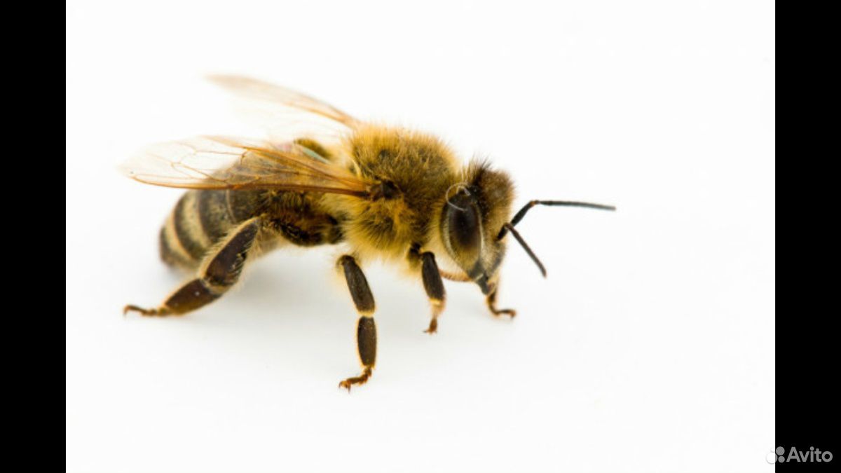 Продам пчёл