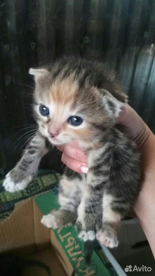Кошка
