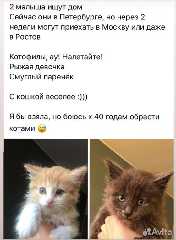 Котенок пушистый