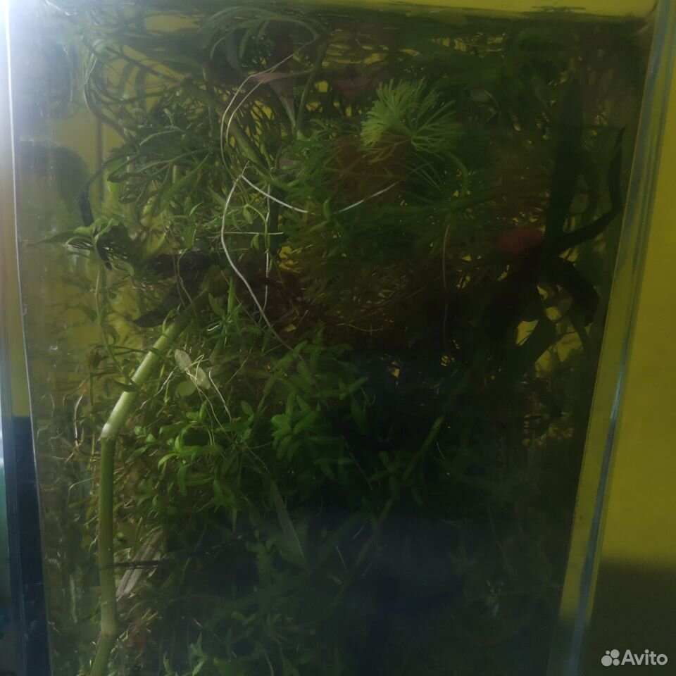 Обмен на 2 данио желтых