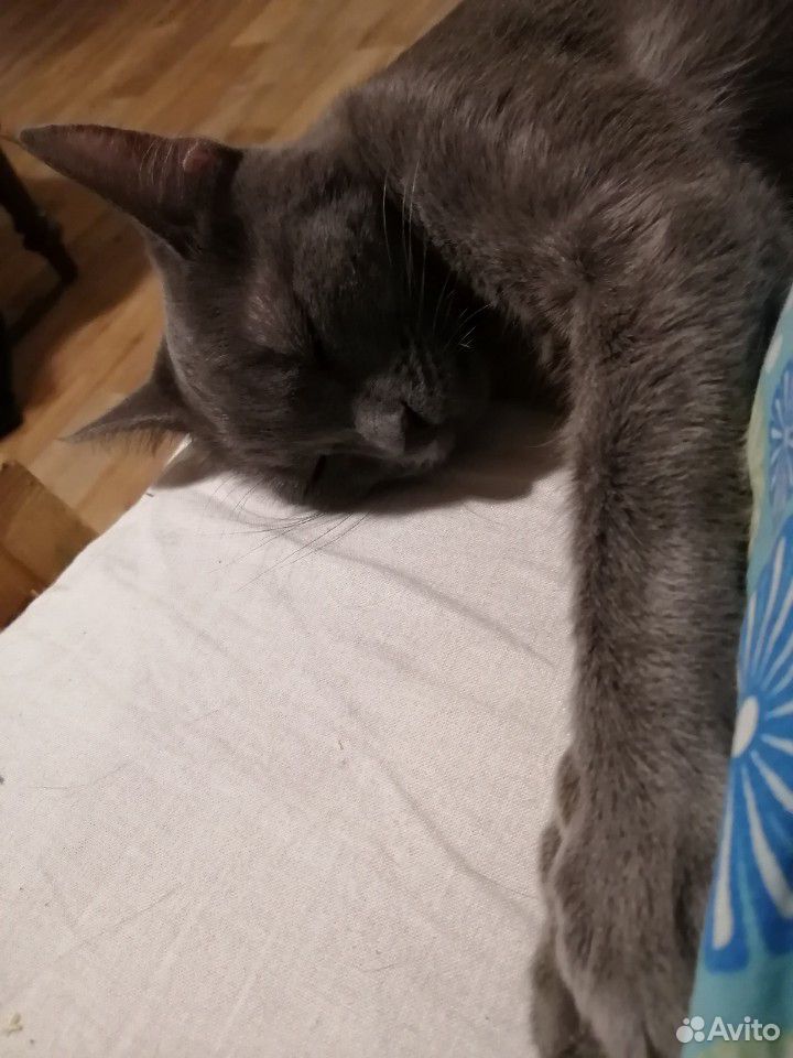 Кошка