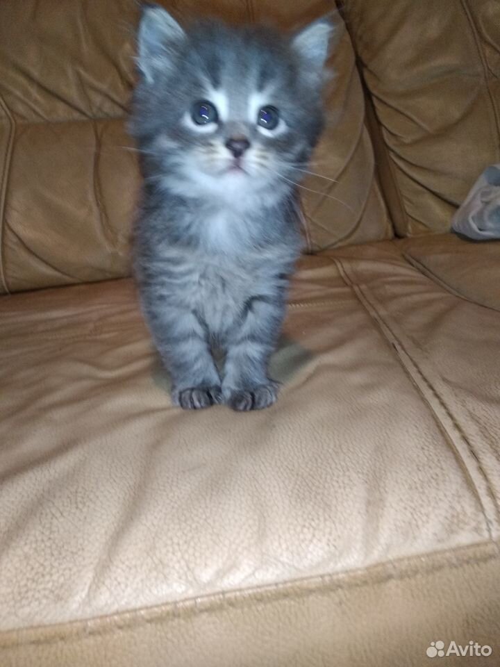 Продам милого котенка