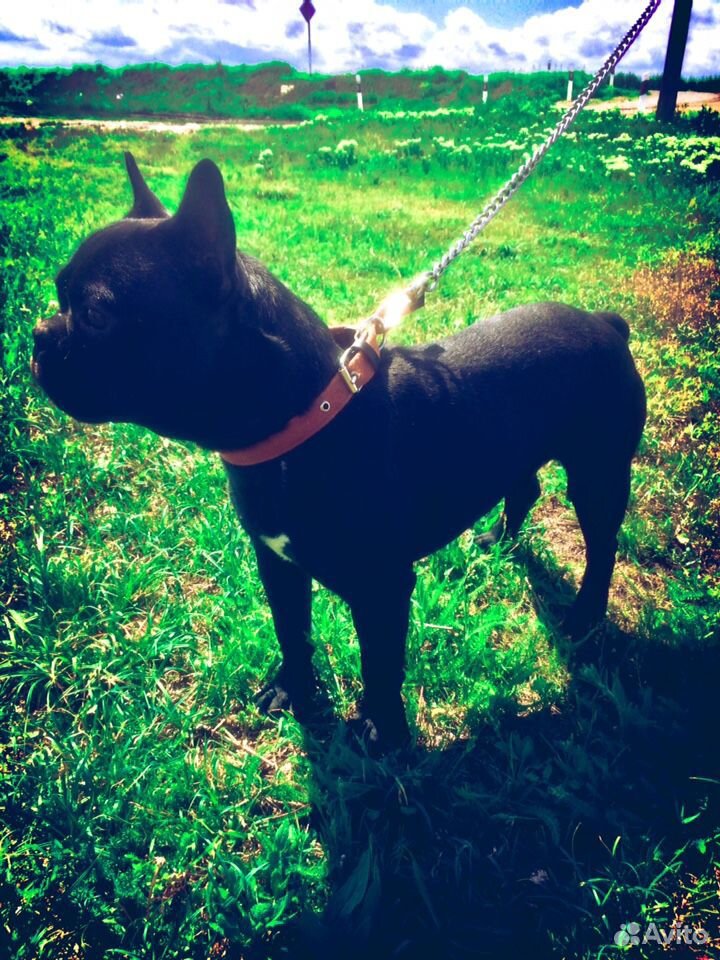 Французский бульдог