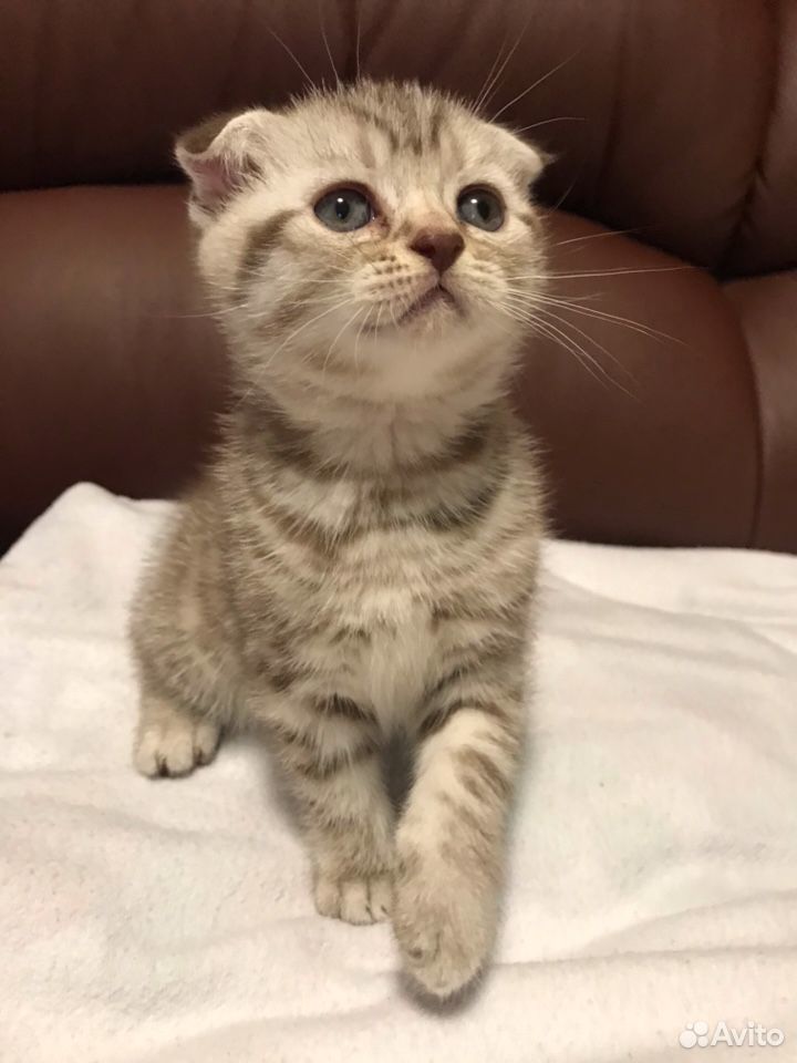 Шотландский котёнок вискас (мальчик)