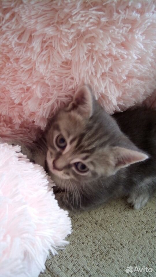 Шотландские котятки