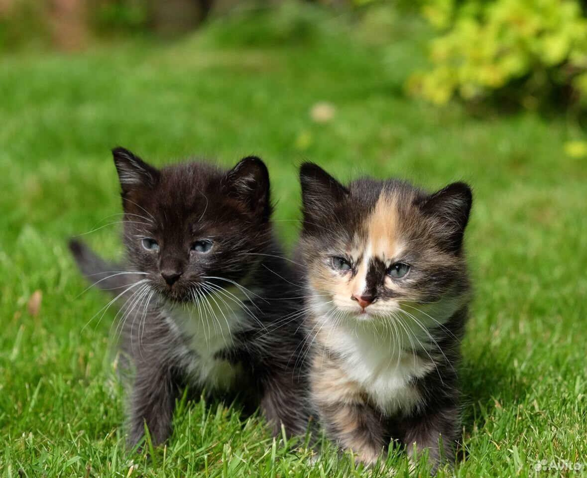 Теплые котики в дар
