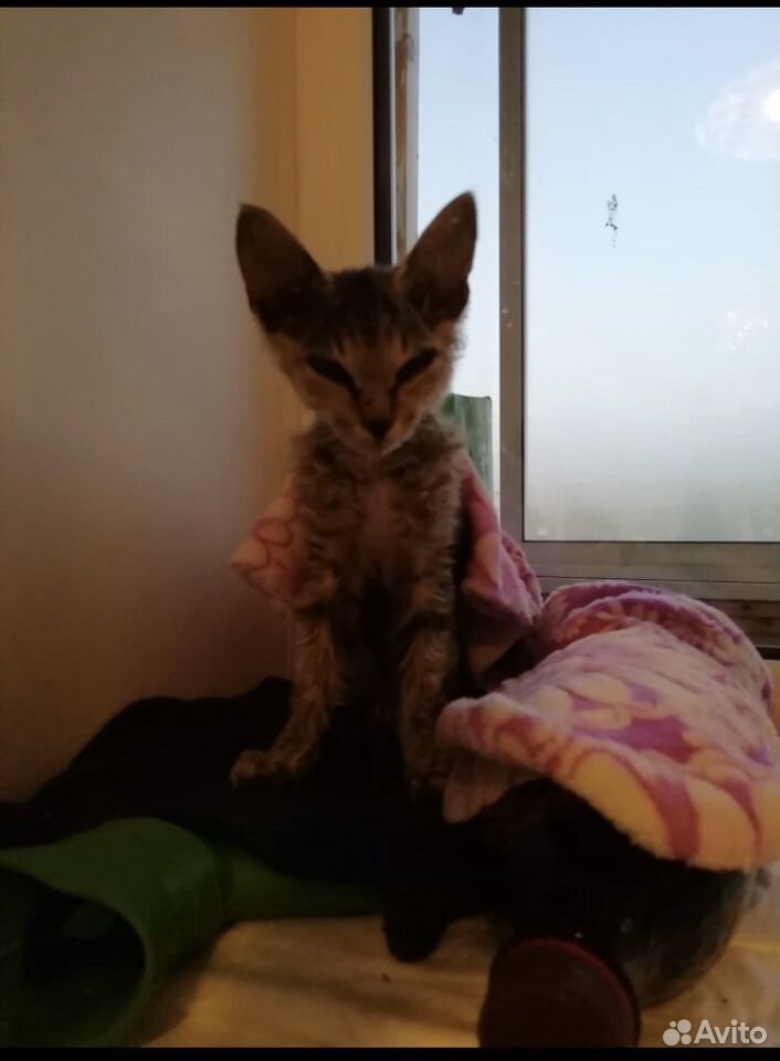 Кошка - ведьмочка