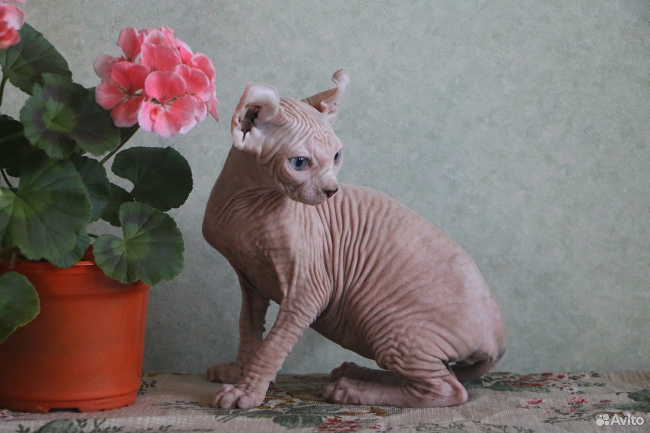 Кошечка Эльф