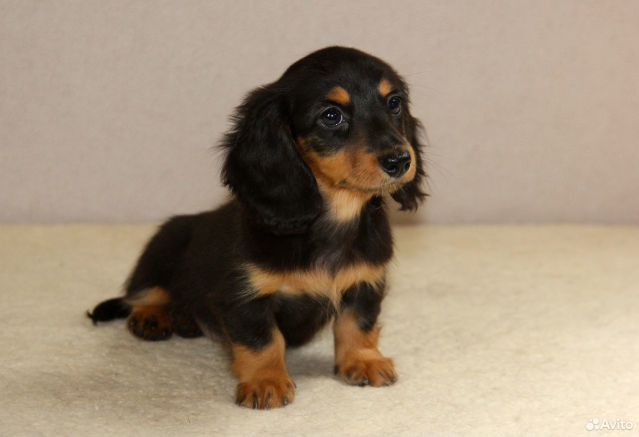 Длинношерстная кроличья девочка