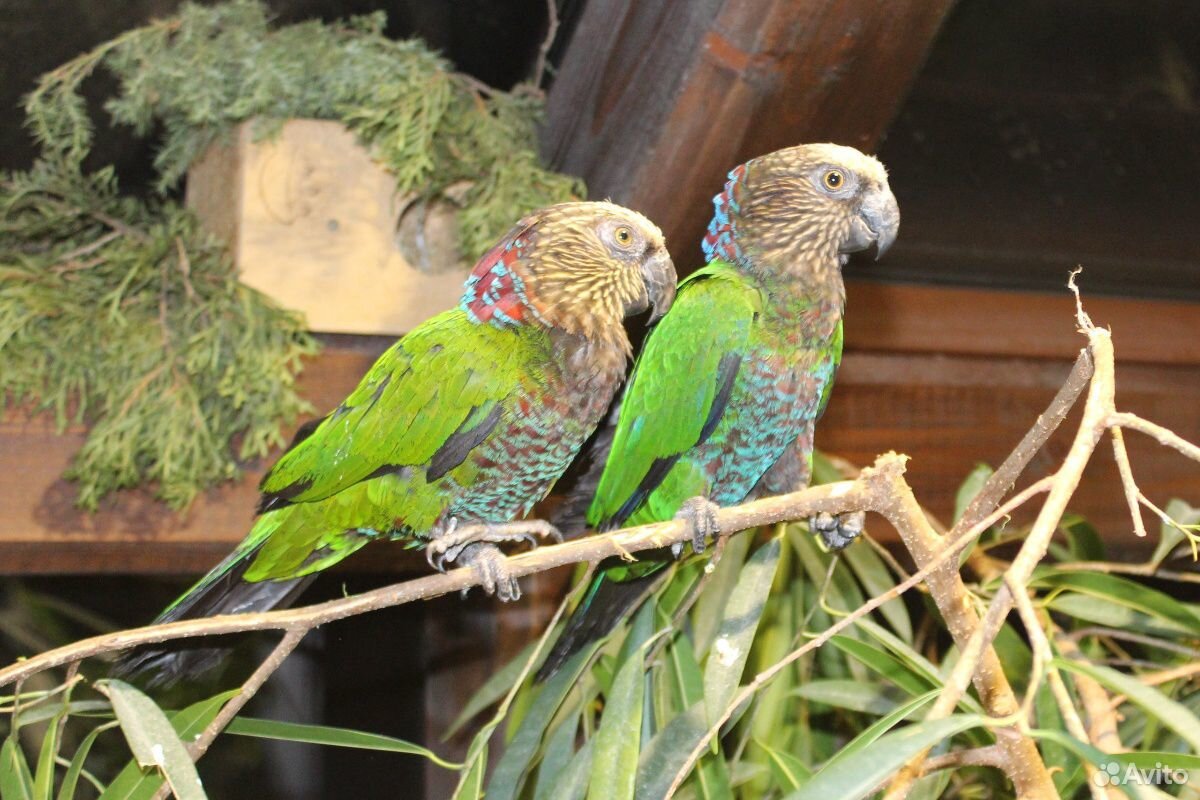 Веерный попугай