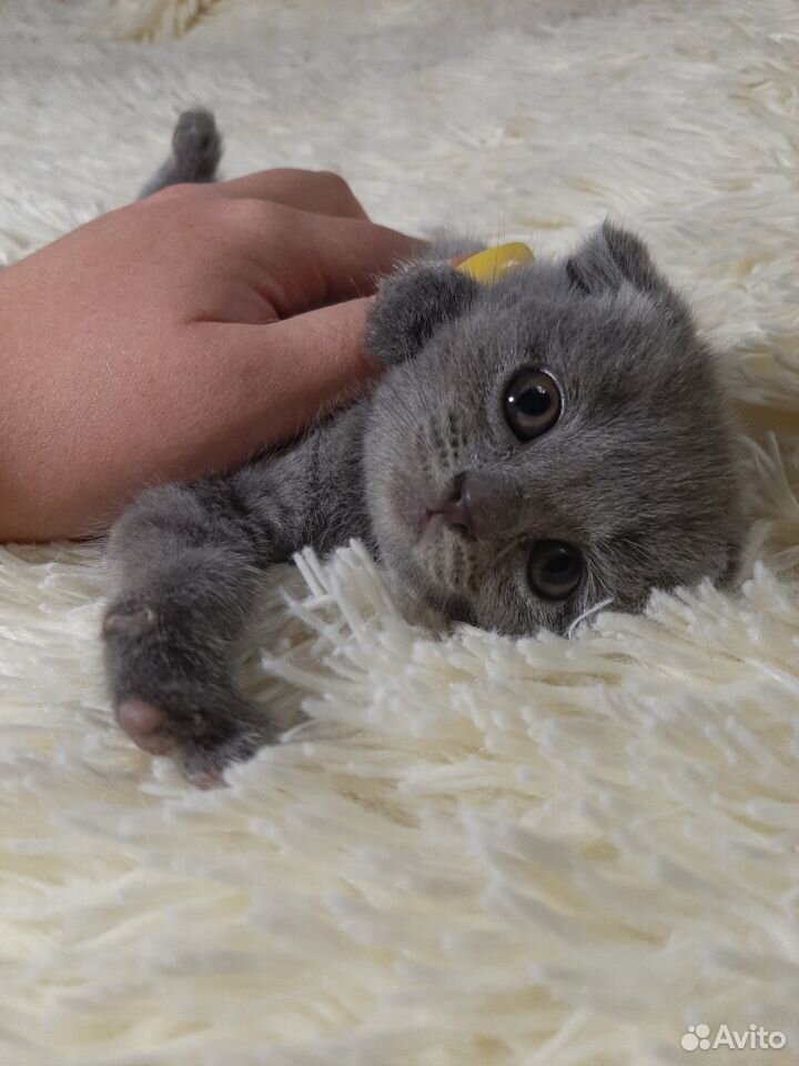 Вислоухая девочка