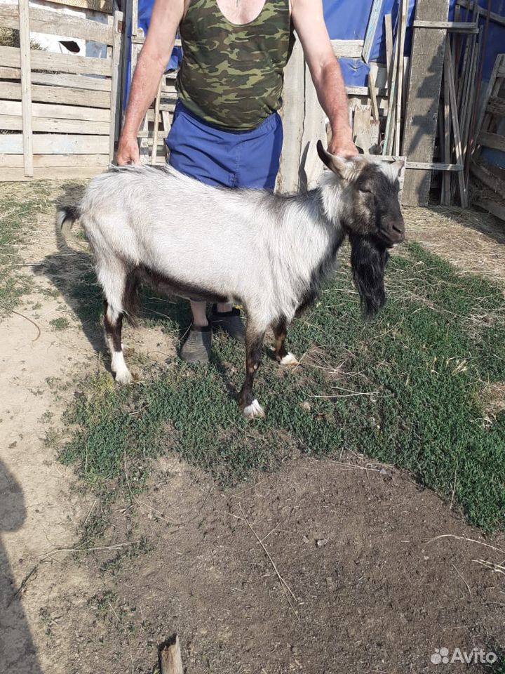 Казел зенненский