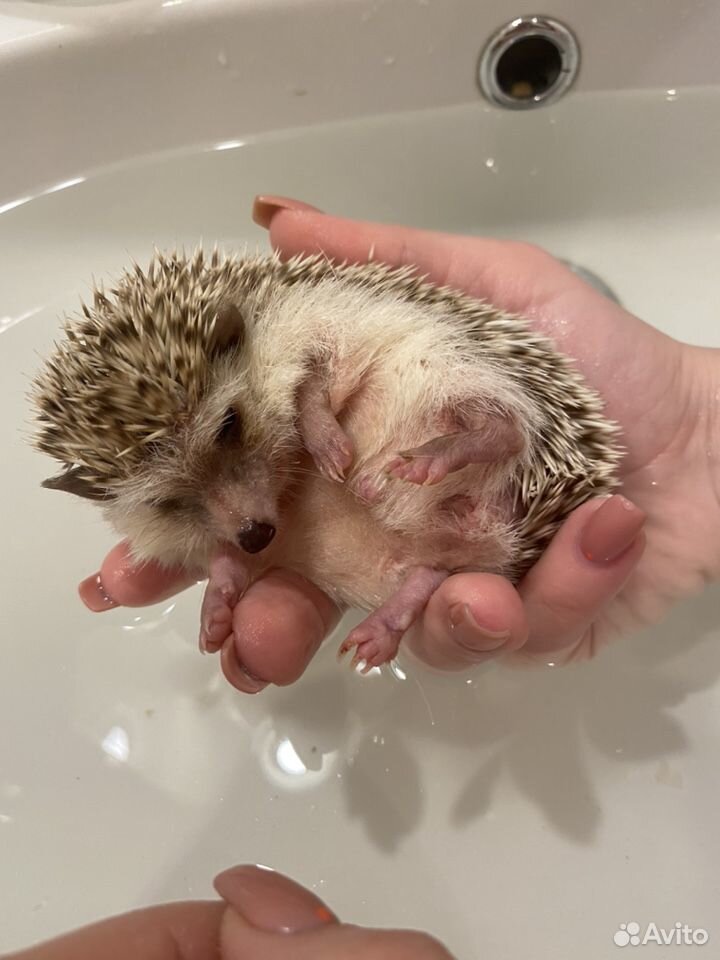 Ёж с клеткой