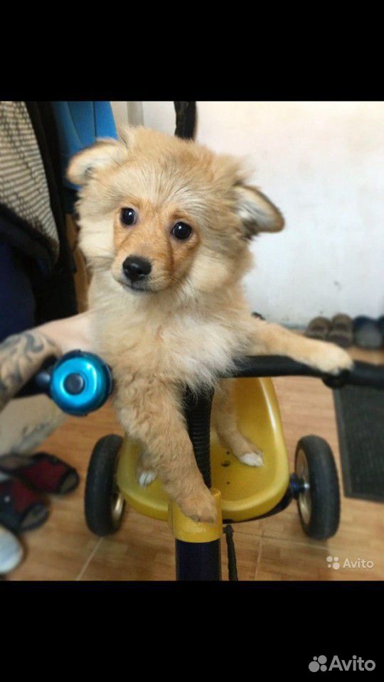 Отдам малыша