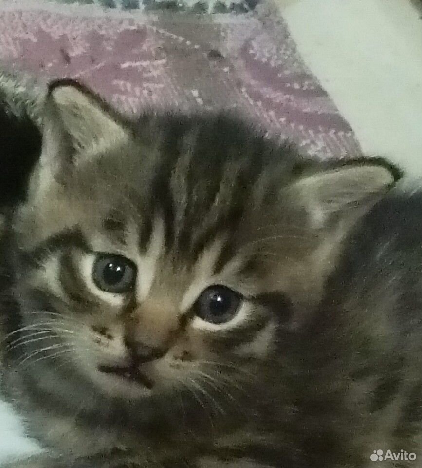 Котята Британка и Британец