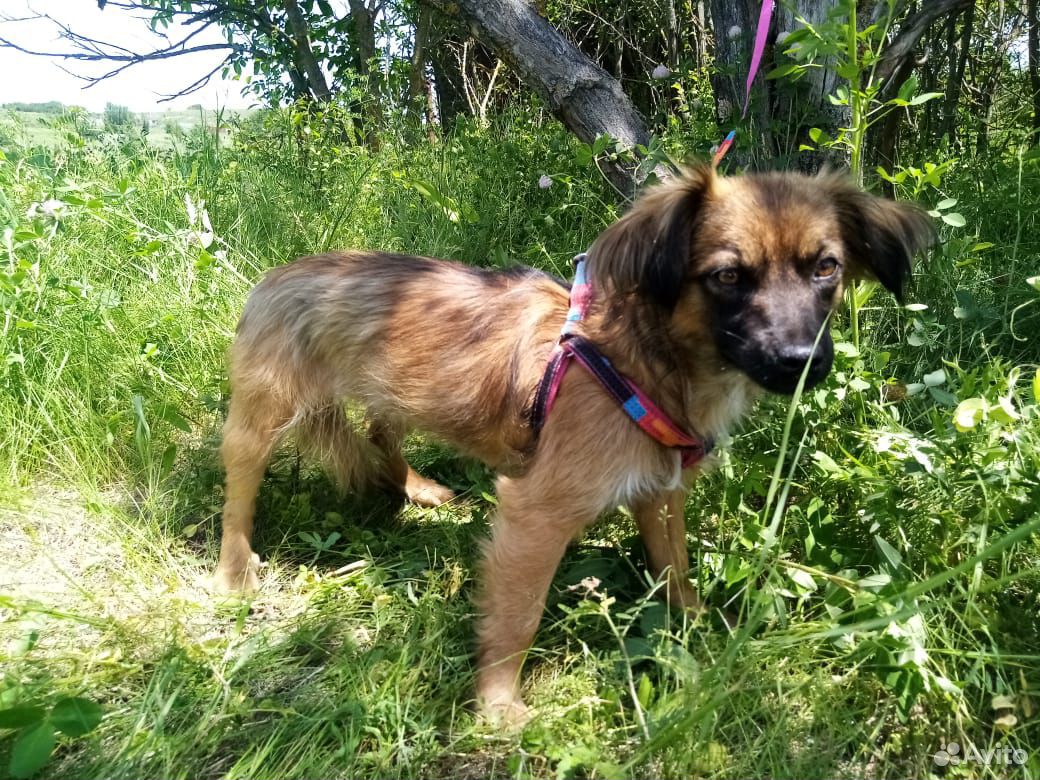 Ищет дом мелкая Собачка Эльза