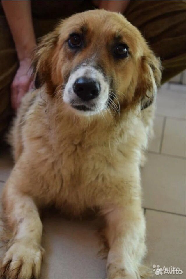 Собака в добрые руки