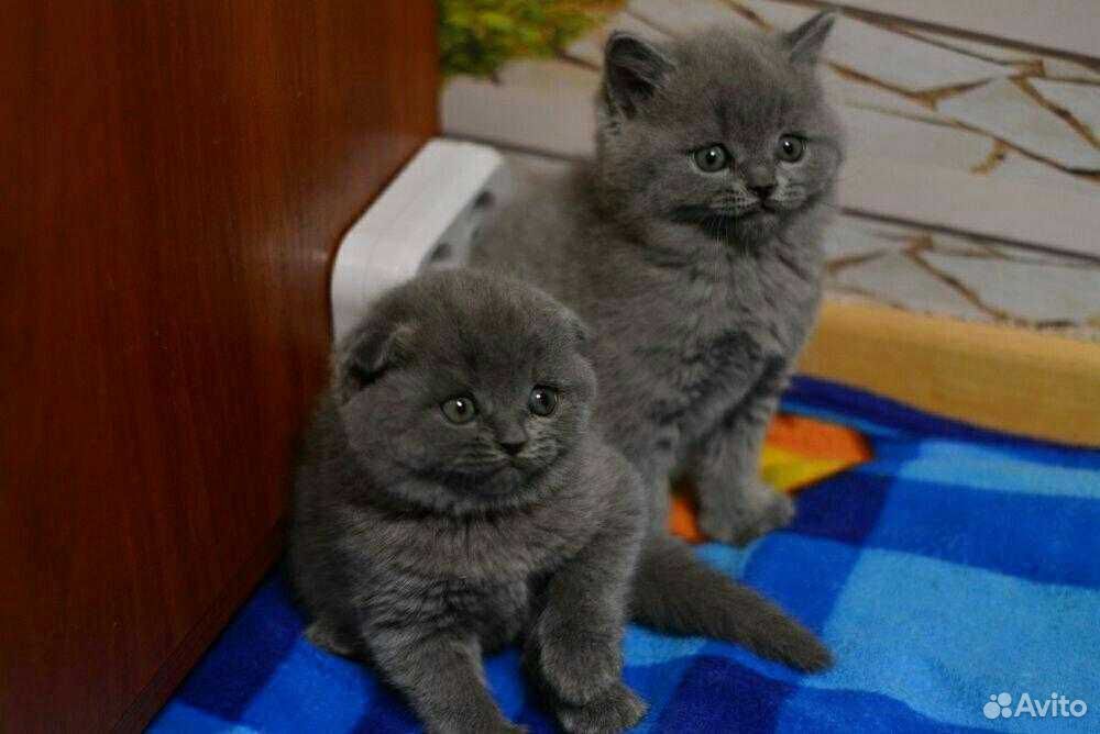 Вислоухие и прямоухие котята. Документы