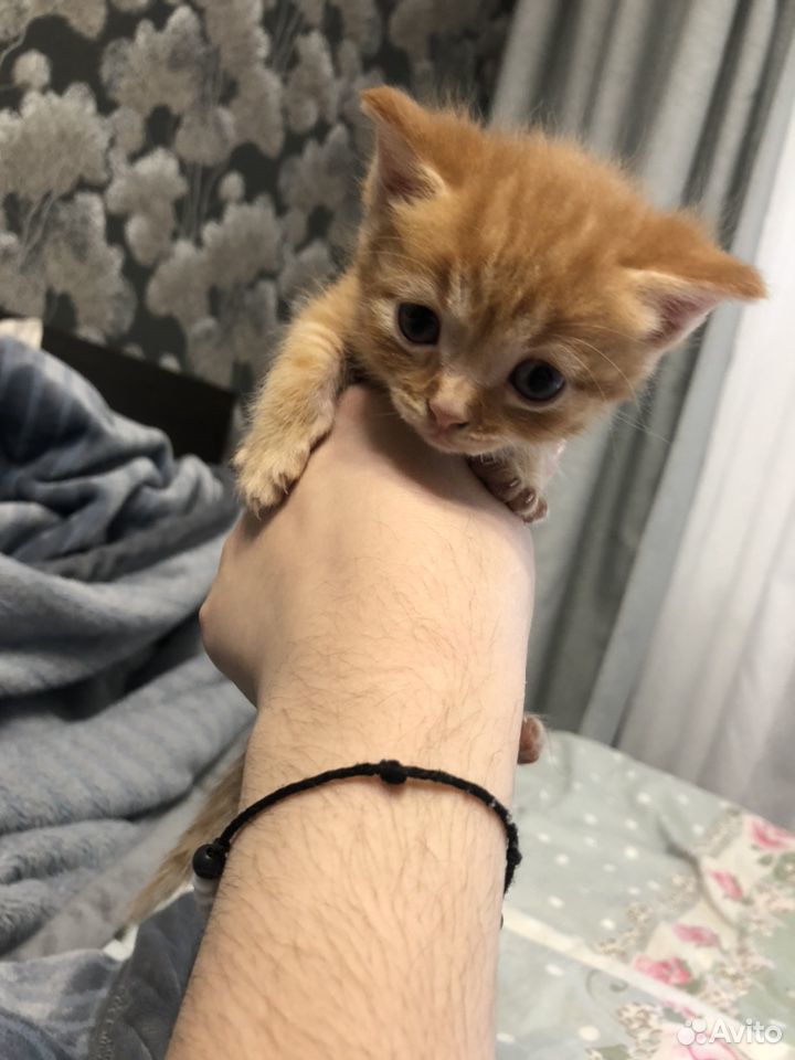 Кошка