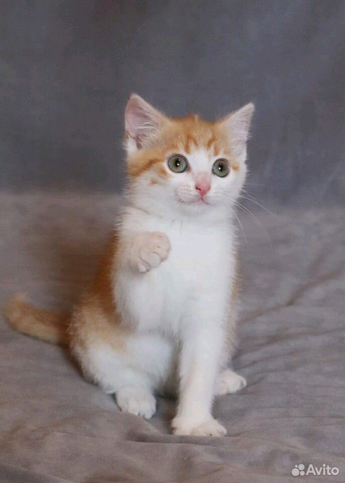 Катенька