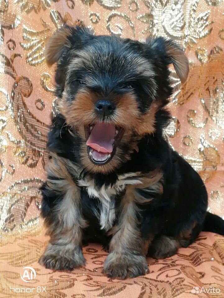 Йоркширский терьер