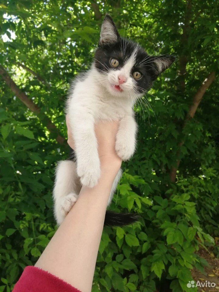 Котенок в добрые руки