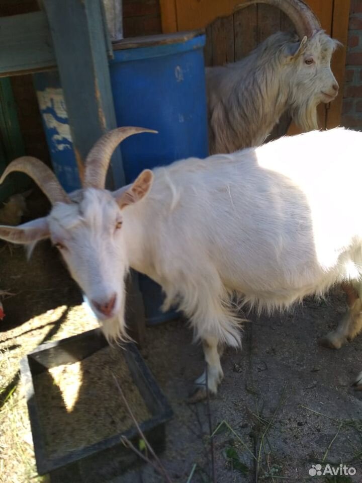 Продаю коз