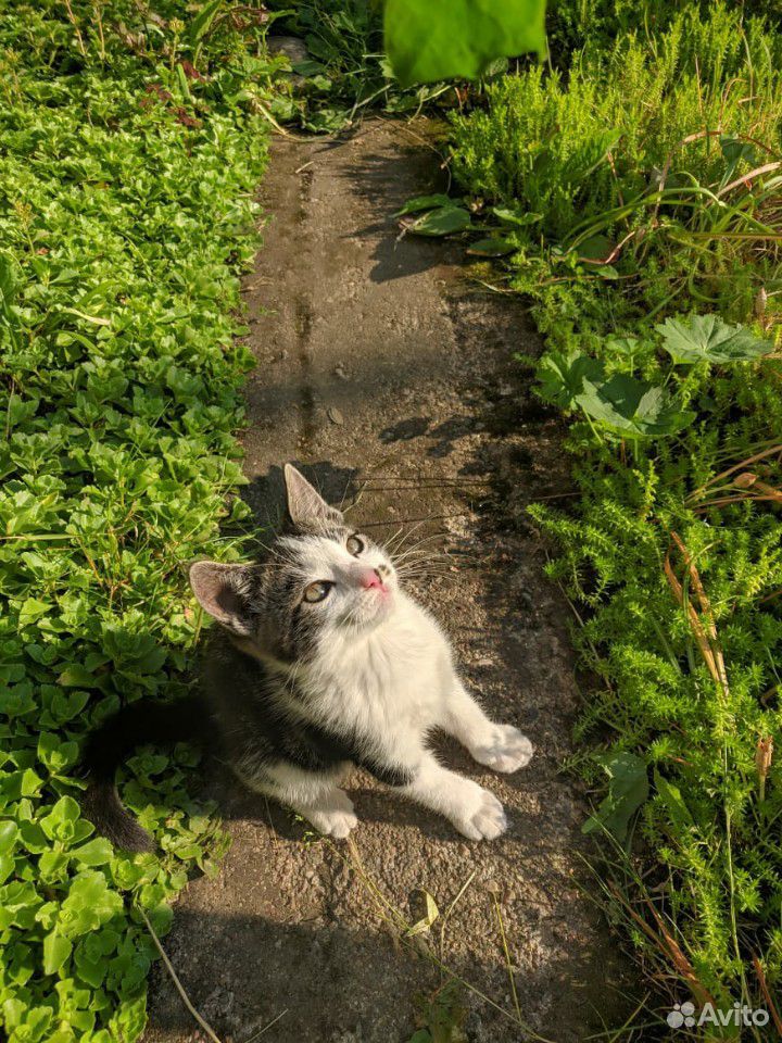 Отдам подкидыша в добрые руки