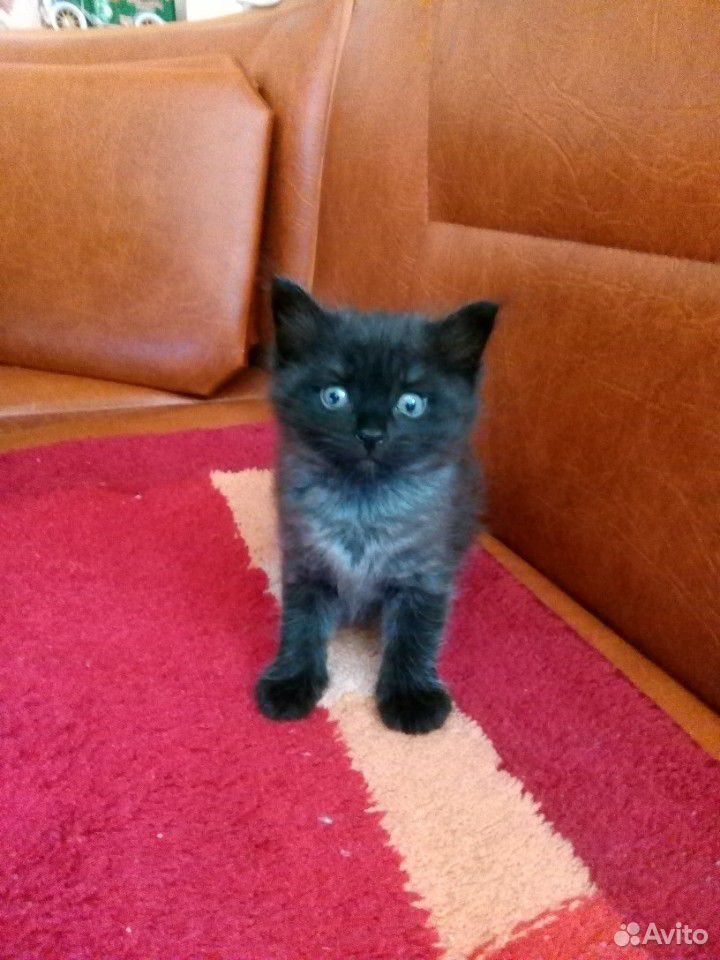 Котенок мальчик чёрный 1 месяц