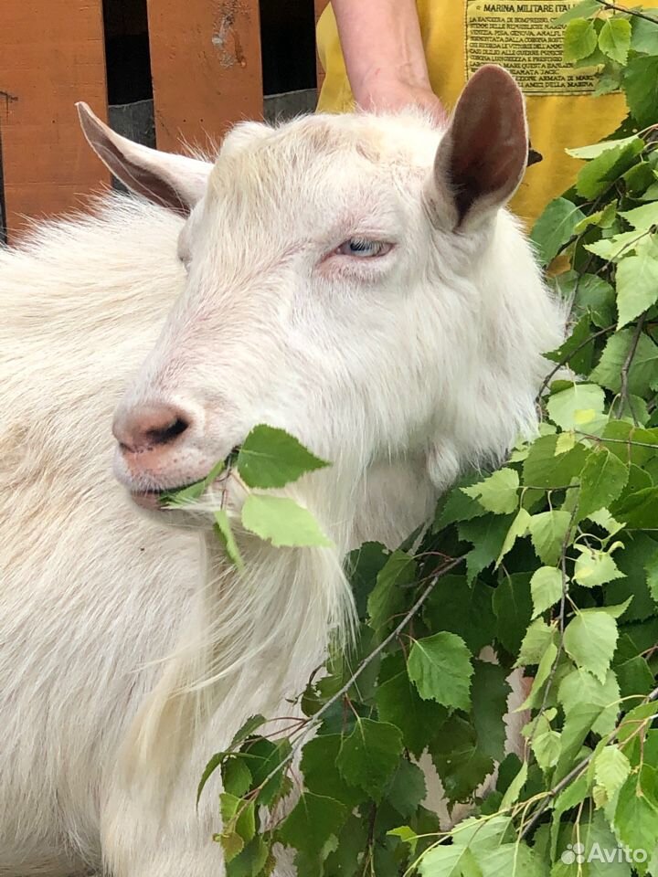 Зааненский племенной козел для покрытия