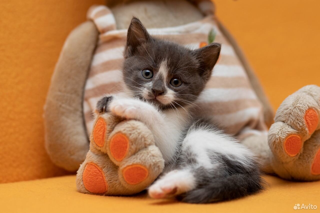 Котёнок -девочка Эльза в поисках лучшей семьи