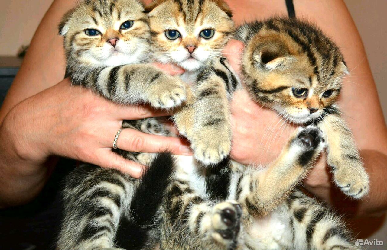 Шотландские котята-тигрята, Няшки и Милашки