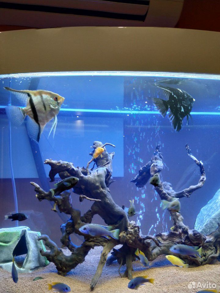 Продаются скалярии