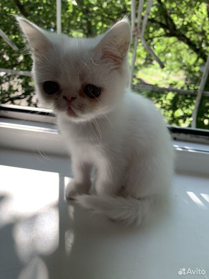 Экзотическая кошечка